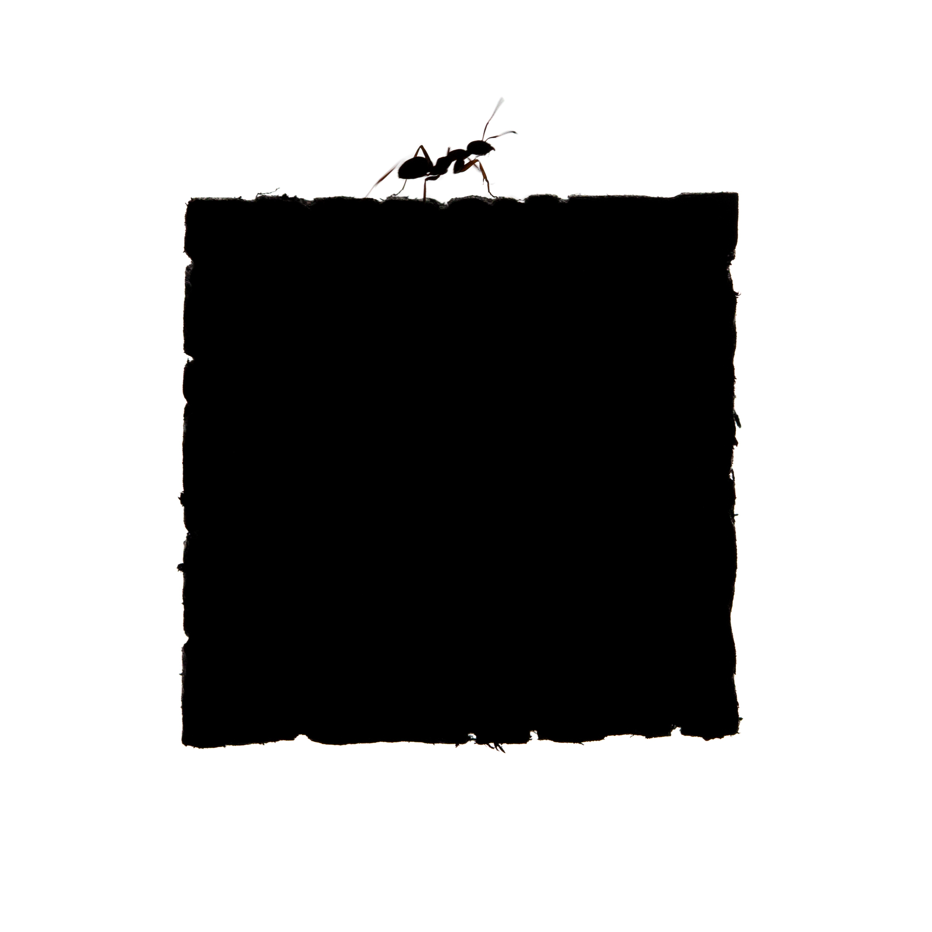 Fourmis série 1-4 – Fabien Dubessy – Photographe nature – Wildlife ...